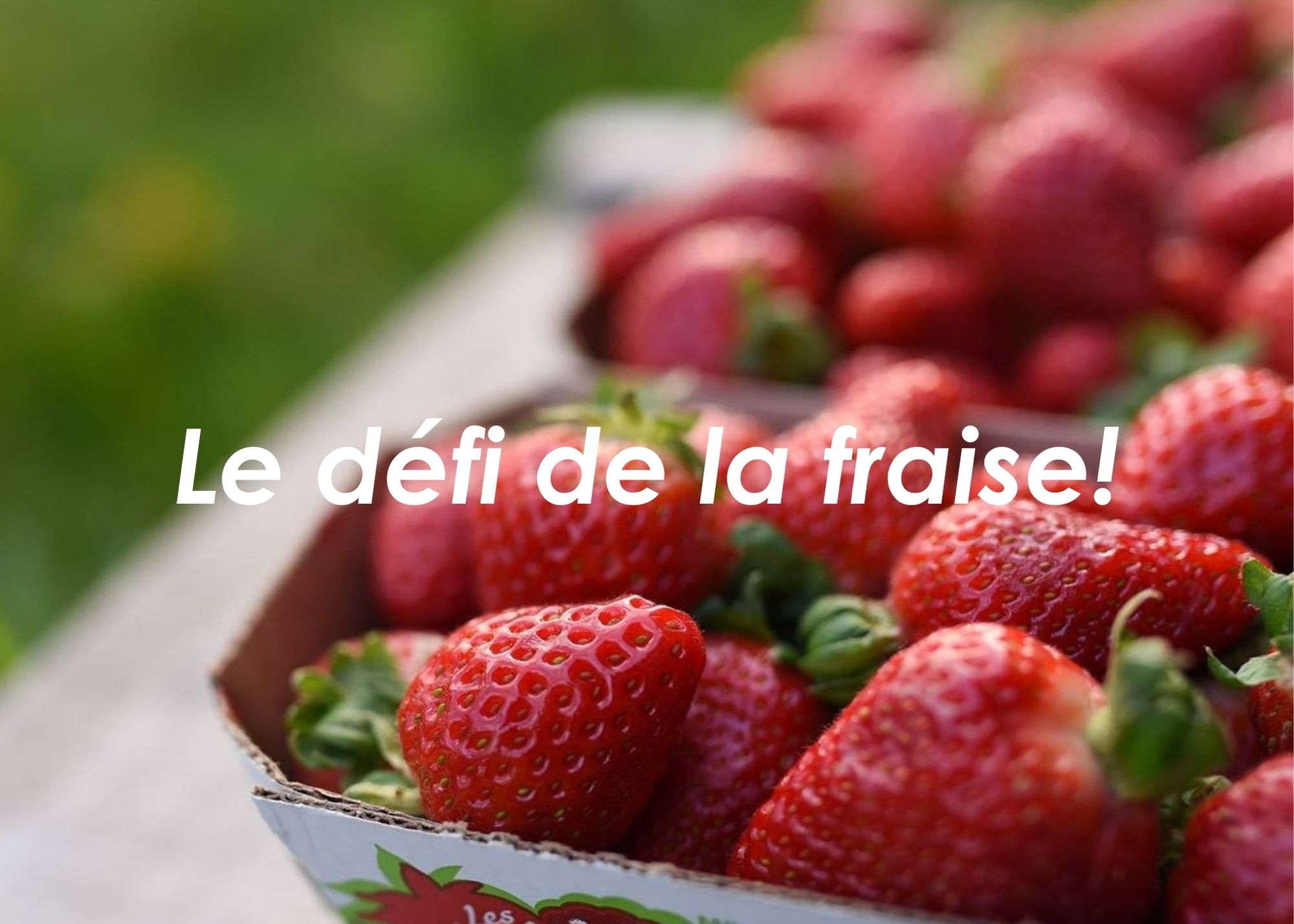 Le défi de la fraise : produire un fruit rouge sans être dans le rouge